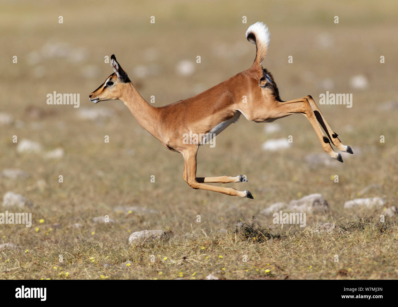 Jumping impala hi-res stock photography and images - Alamy
