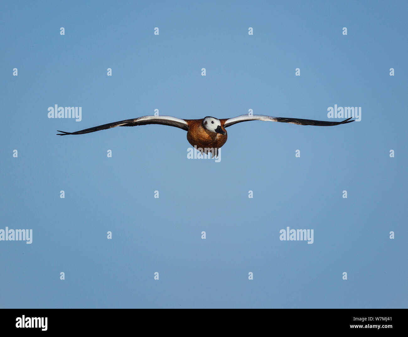 African ducks hi-res stock photography and images - Alamy