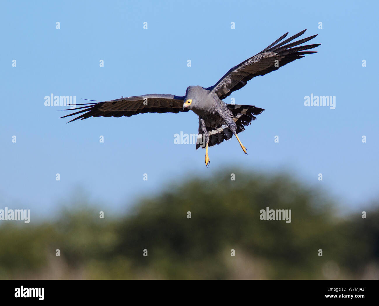 Flying african harrier hawk polyboroides typus hi-res stock photography ...