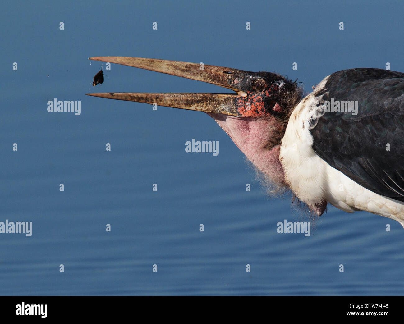 Marabou stork (Leptoptilos crumeniferus) feeding on waterbugs, Etosha ...