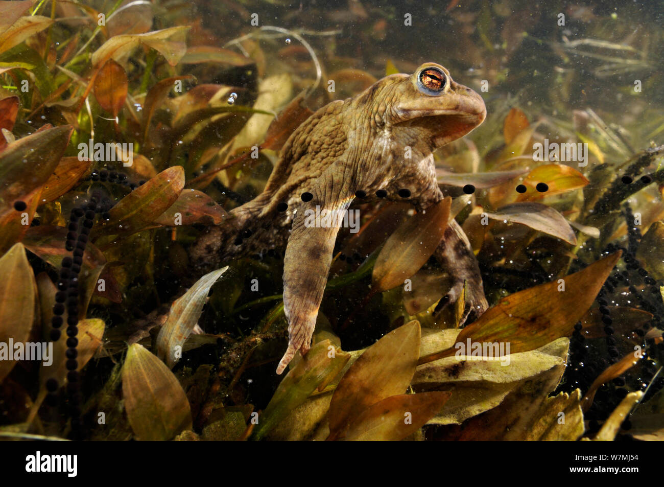 Common Toad (Bufo bufo) with pond vegetation and spawn. Surrey, England ...