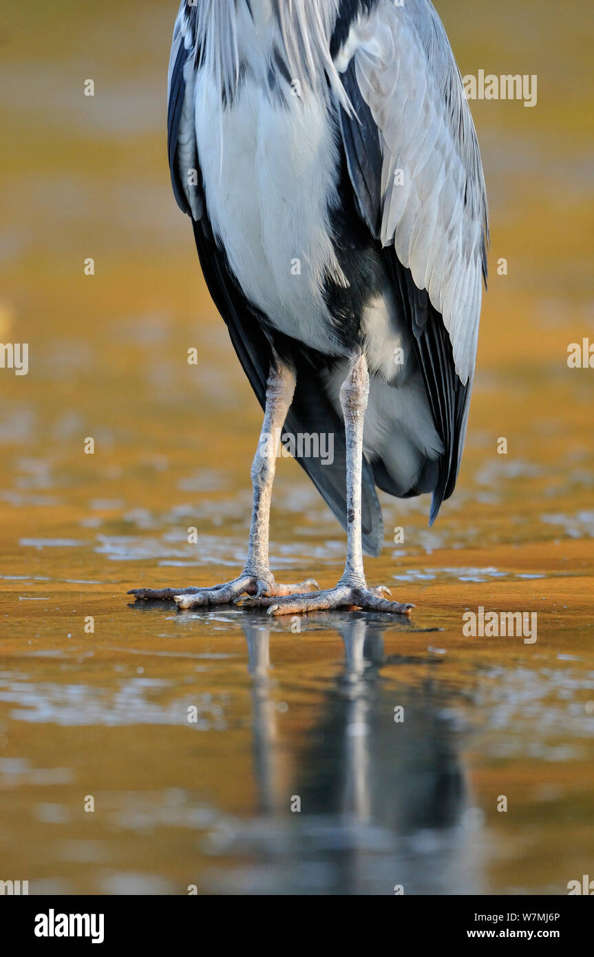 Herons feet hi-res stock photography and images - Alamy