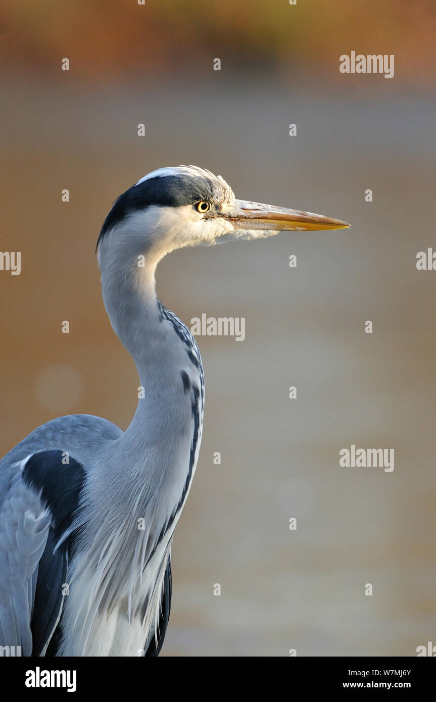 Grey herons scotland hi-res stock photography and images - Alamy