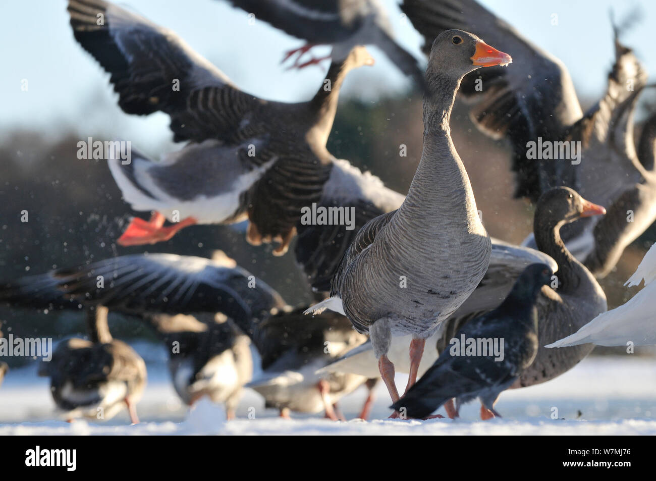 Glasgow pigeons hi-res stock photography and images - Alamy