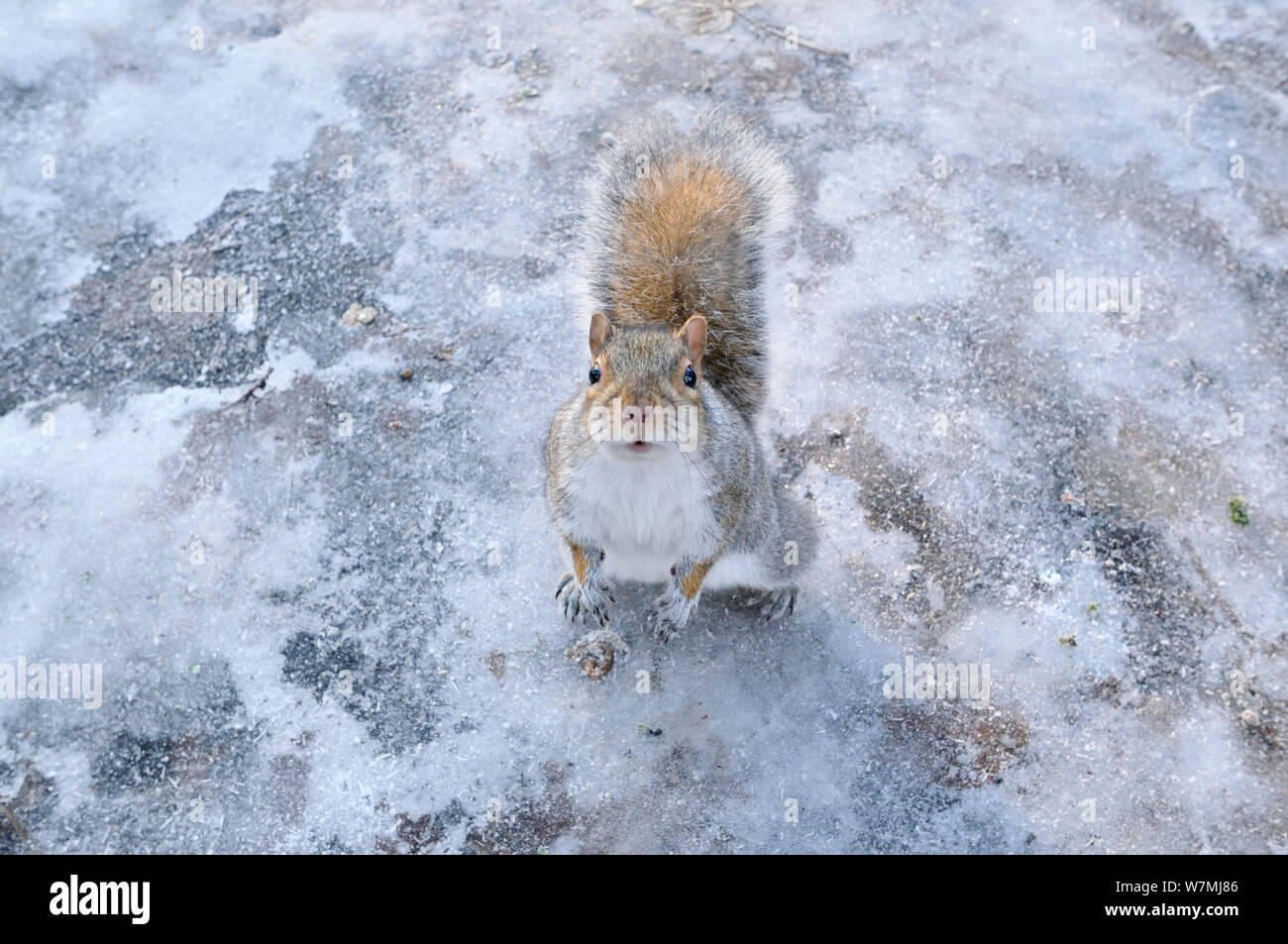 Frost ice glasgow hi-res stock photography and images - Alamy