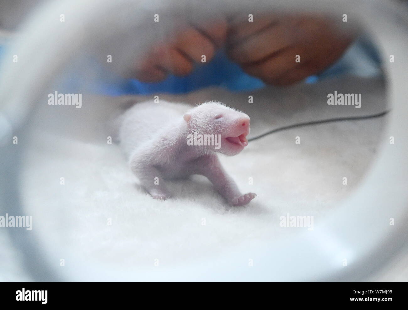 A newborn giant panda cub born by Jing Jing, the panda named after a ...
