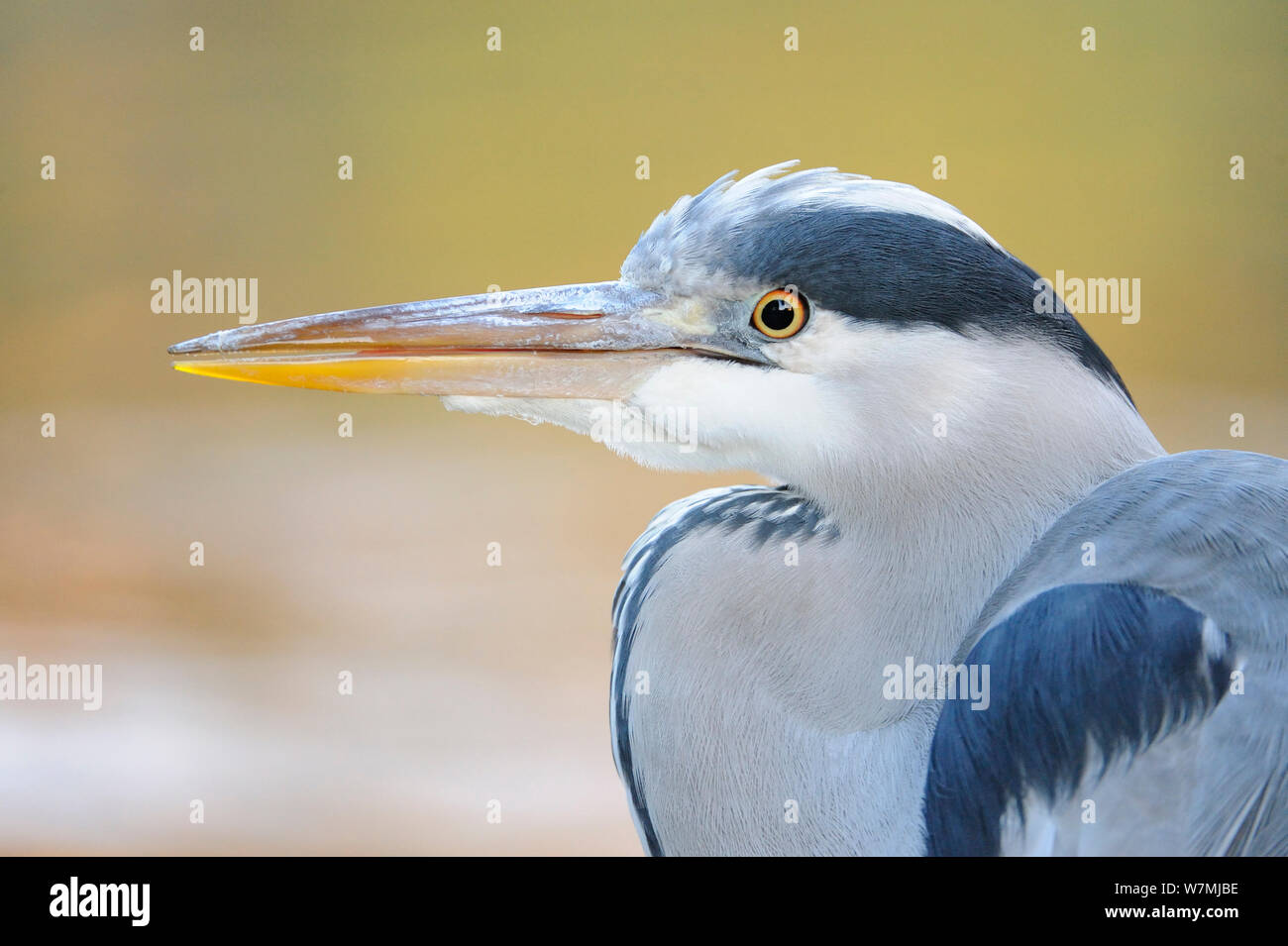 Grey Heron (Ardea cinerea) portrait. Glasgow, Scotland, December. Did ...