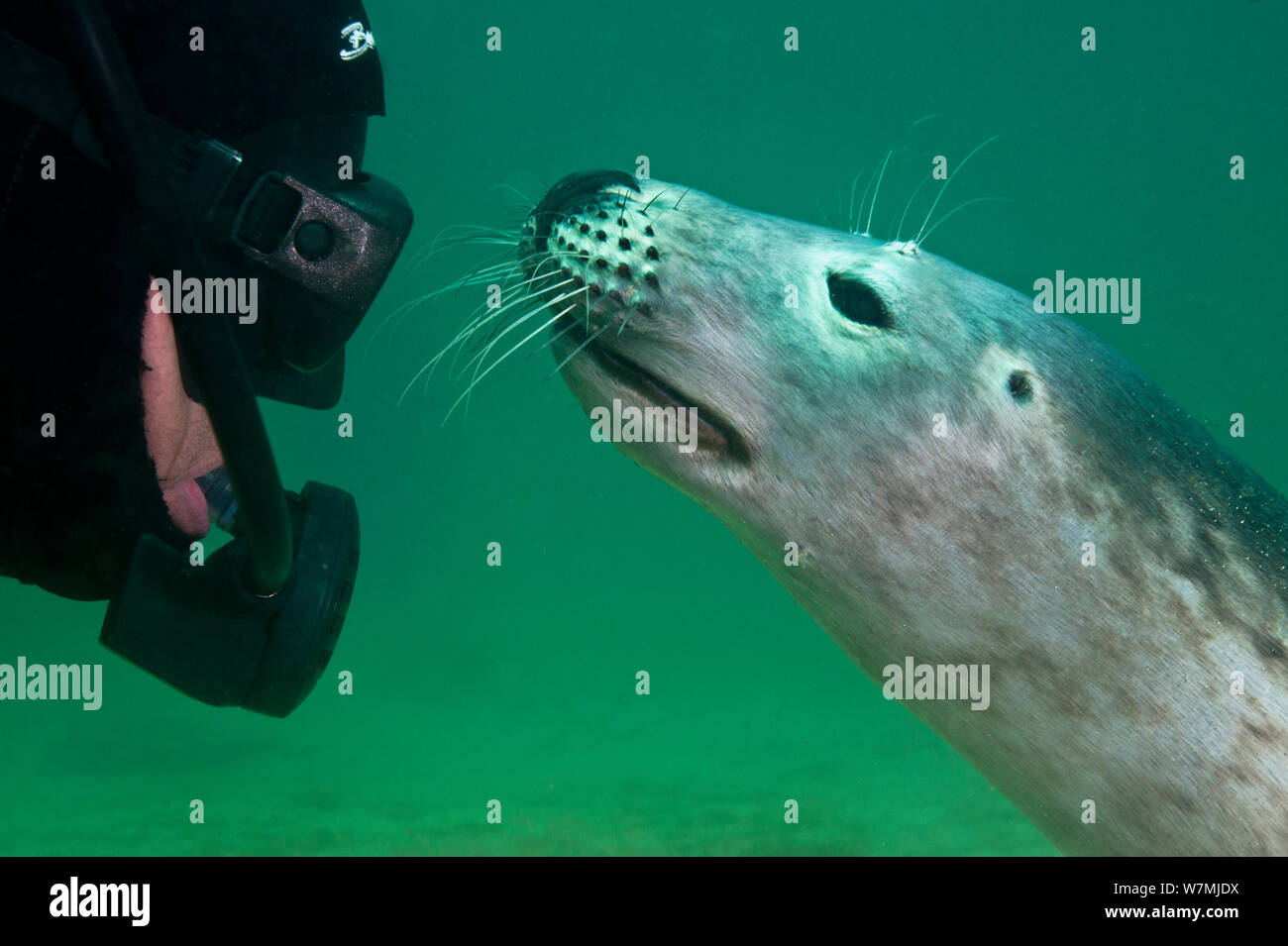 Atlantic grey seals underwater hi-res stock photography and images - Alamy