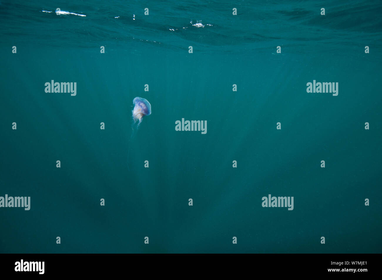 Blue lion's mane jellyfish (Cyanea lamarckii) in sunbeams in the open ...