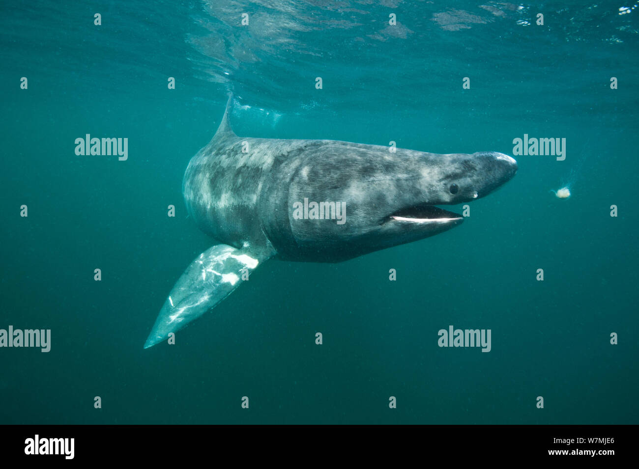 Basking shark (Cetorhinus maximus) closing its mouth to swallow a ...