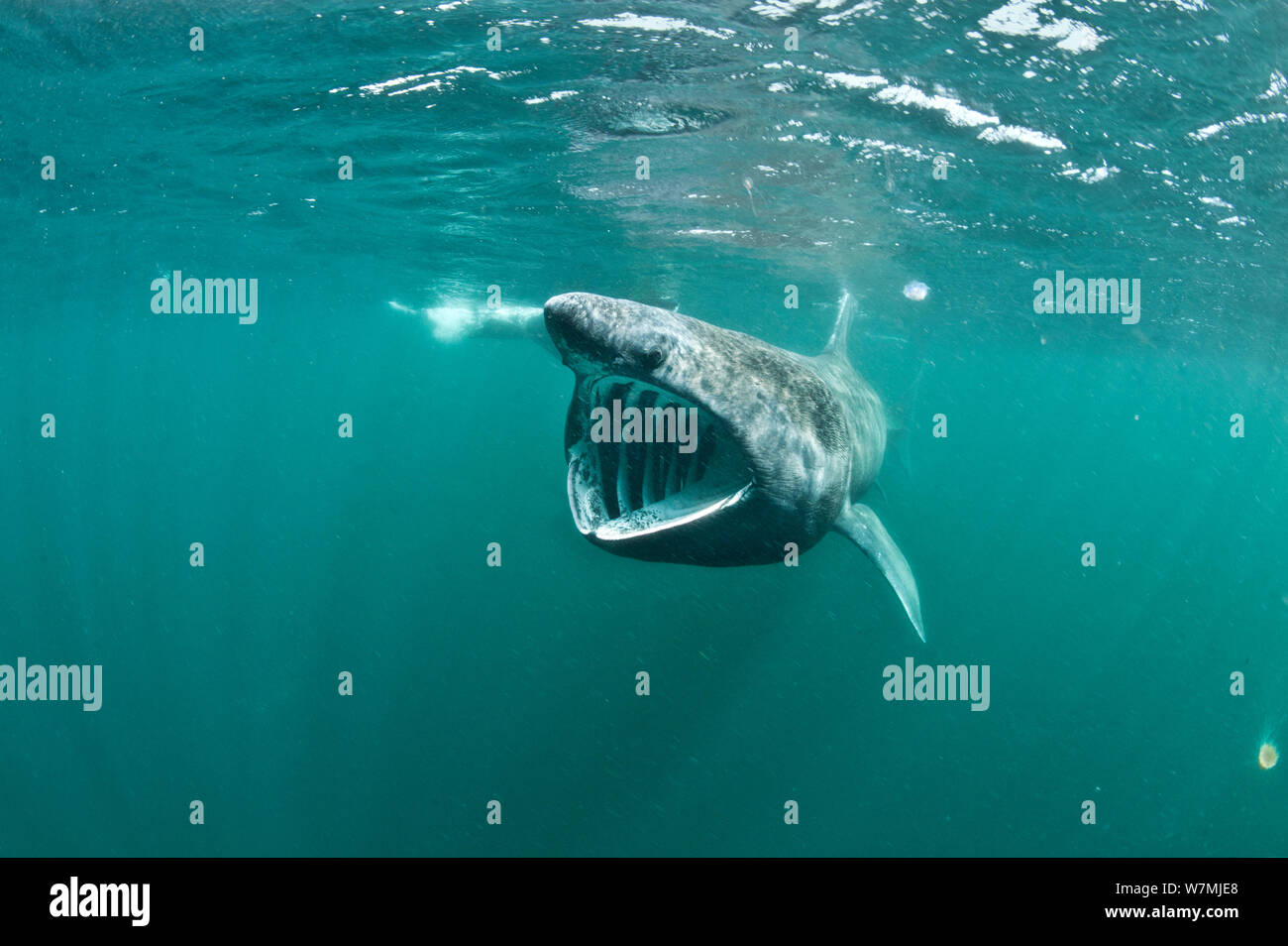 Basking sharks hi-res stock photography and images - Alamy