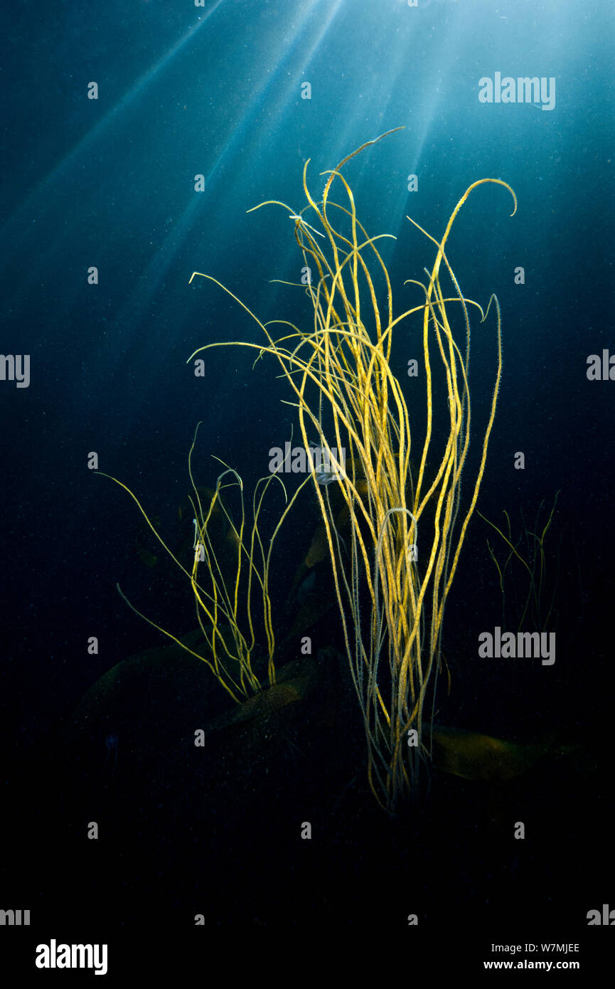 A stand of Thongweed / spaghetti seaweed (Himanthalia elongata) in ...