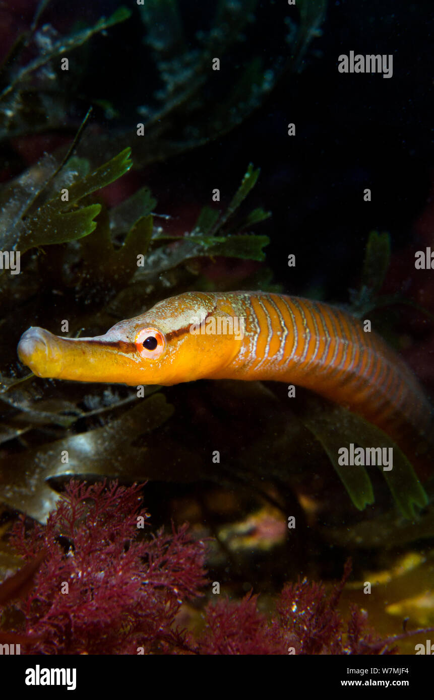 Snake pipefish underwater hi-res stock photography and images - Alamy