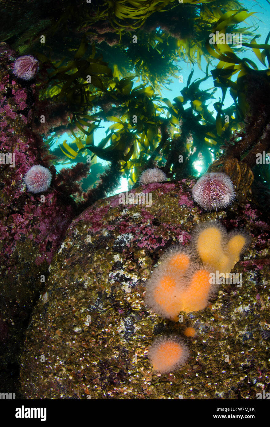 Soft coral Dead man's fingers (Alcyonium digitatum) and Common sea ...