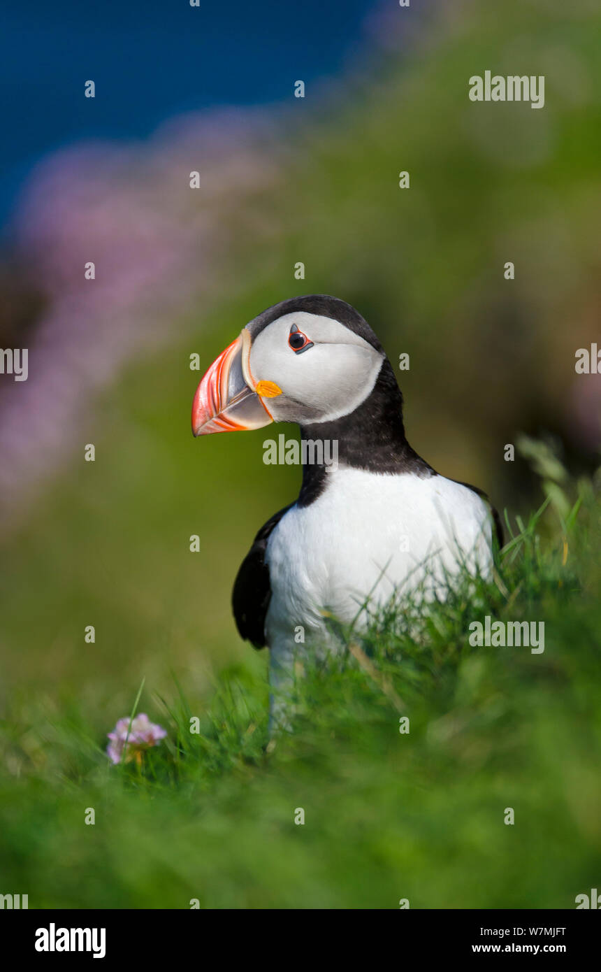 Temperate Grasslands Birds
