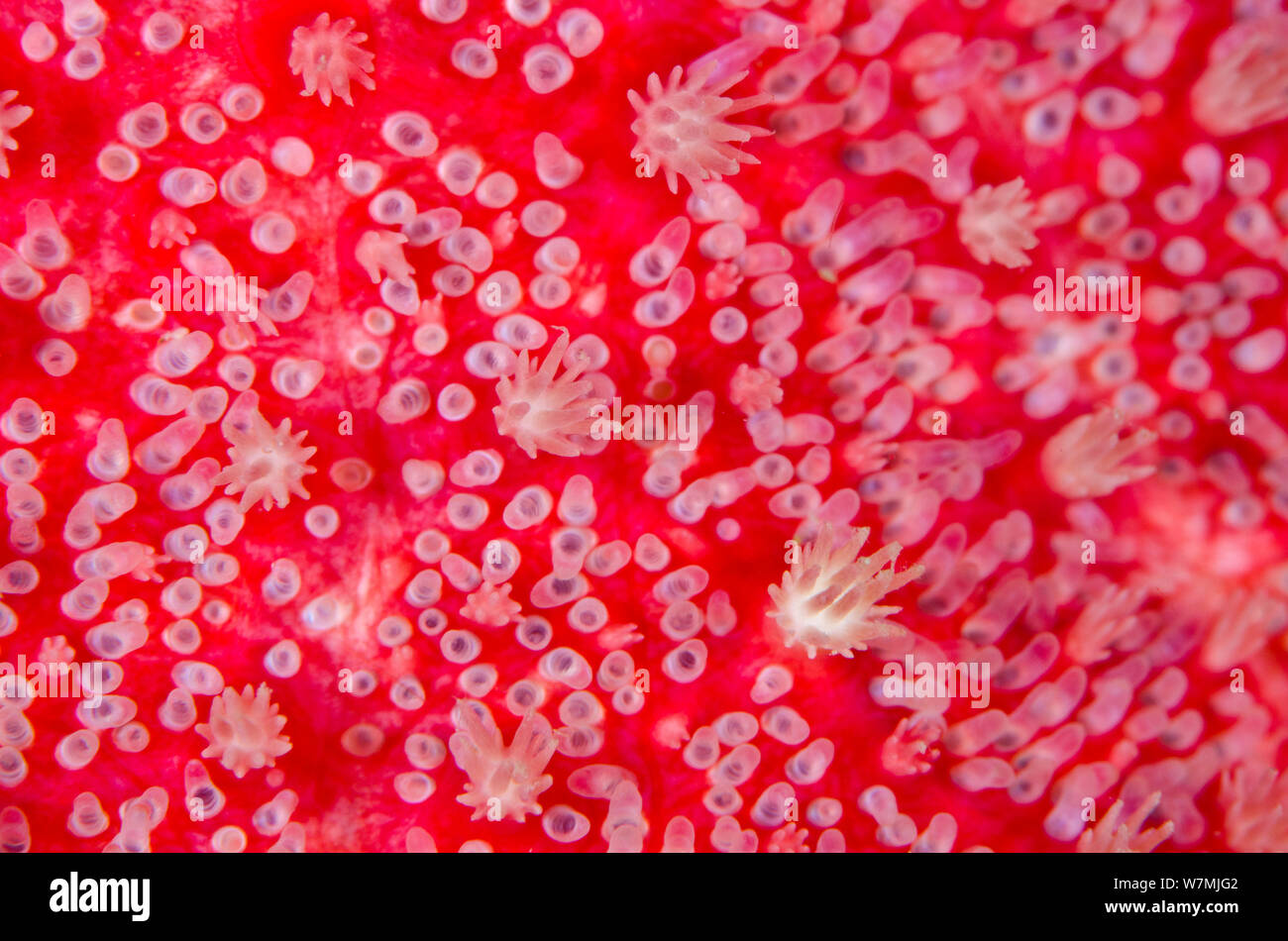 Skin texture of Common sunstar (Crossaster papposus) Loch Carron, Ross ...