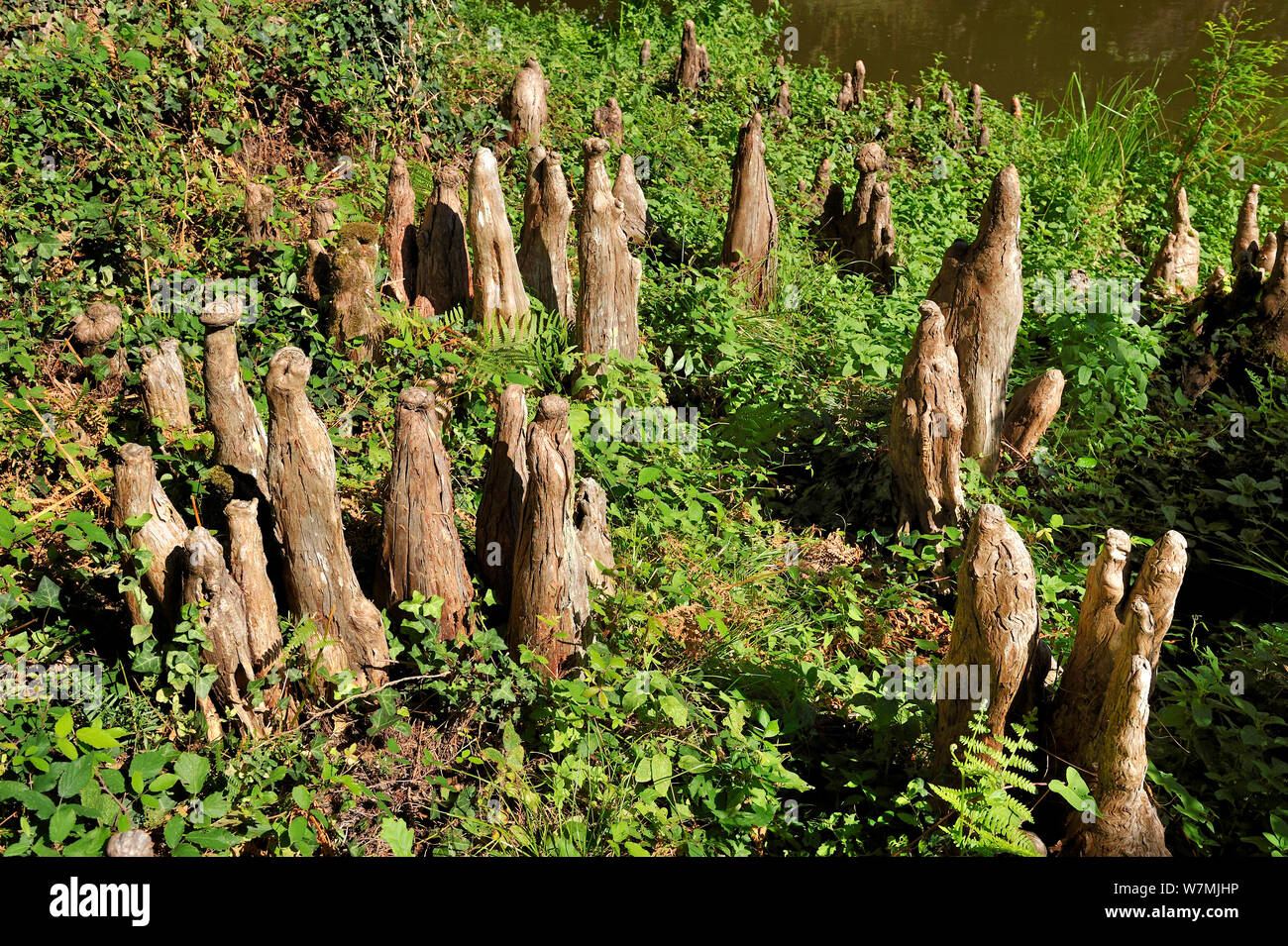 Bald cypress tree knees hi-res stock photography and images - Alamy