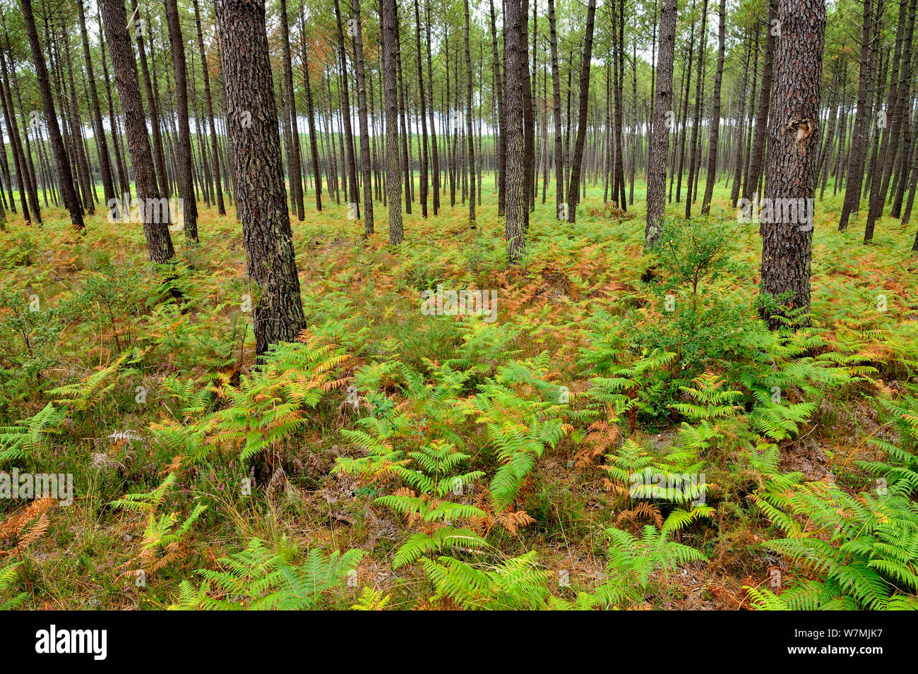 Maritime pine trees (Pinus pinaster) forest with bracken, Landes ...