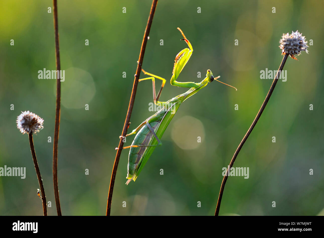Praying mantis (Mantis religiosa) female, back lit on plant, Lorraine ...