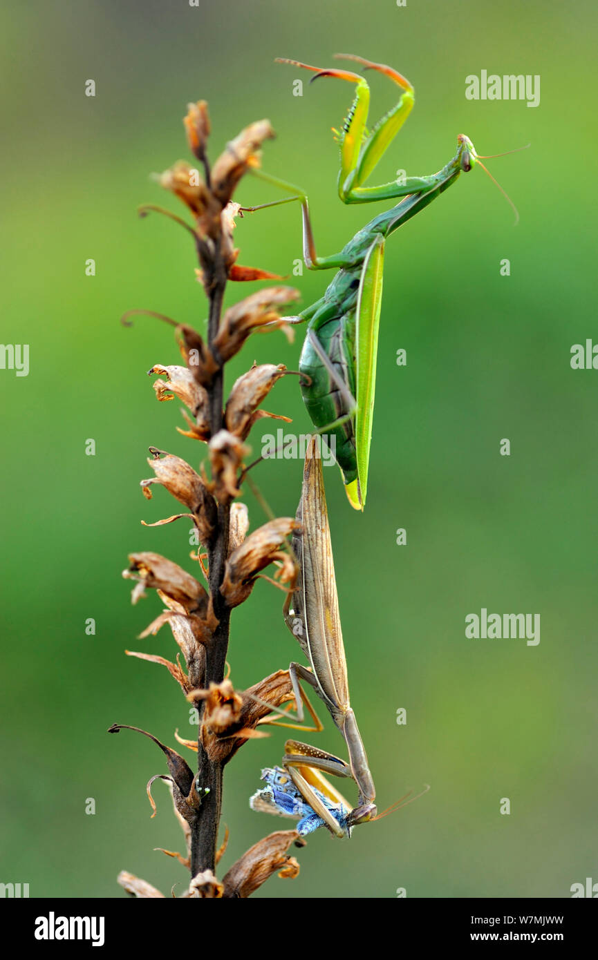 Praying mantis feeding hi-res stock photography and images - Alamy