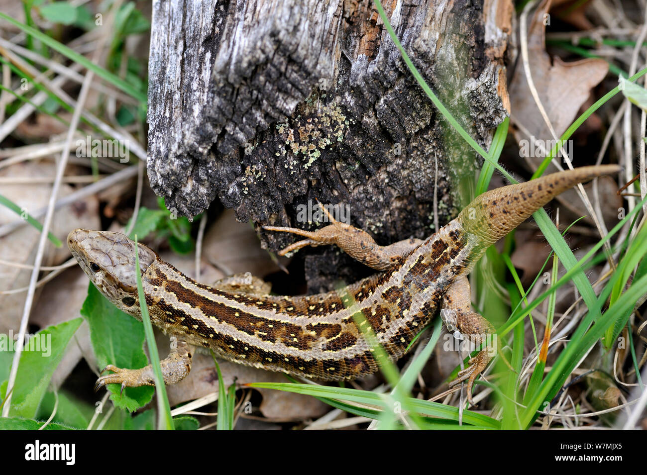 Sand lizards hi-res stock photography and images - Alamy