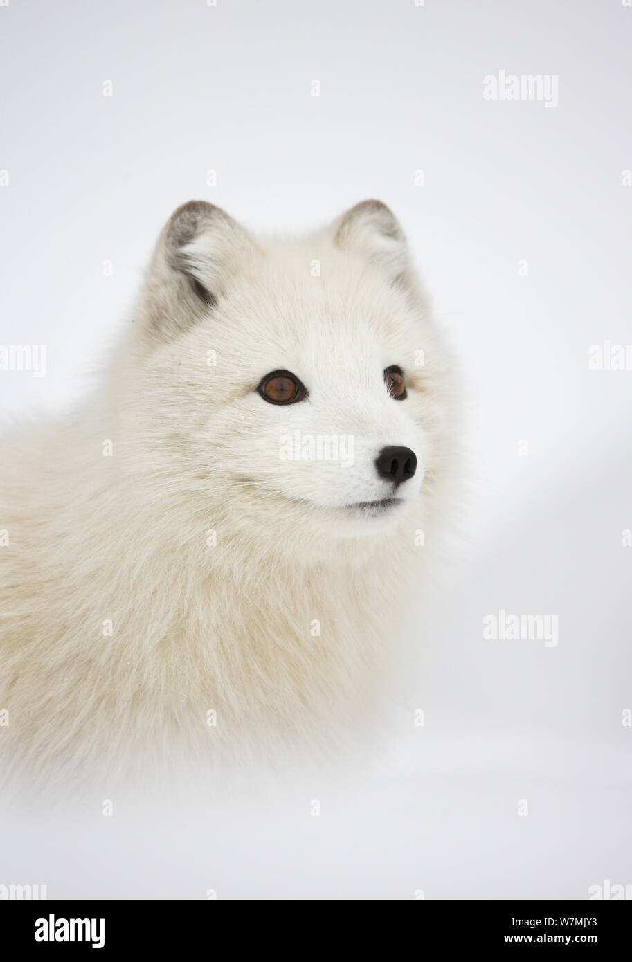Arctic Fox (Vulpes lagopus) in winter coat. Norway, Captive, March ...