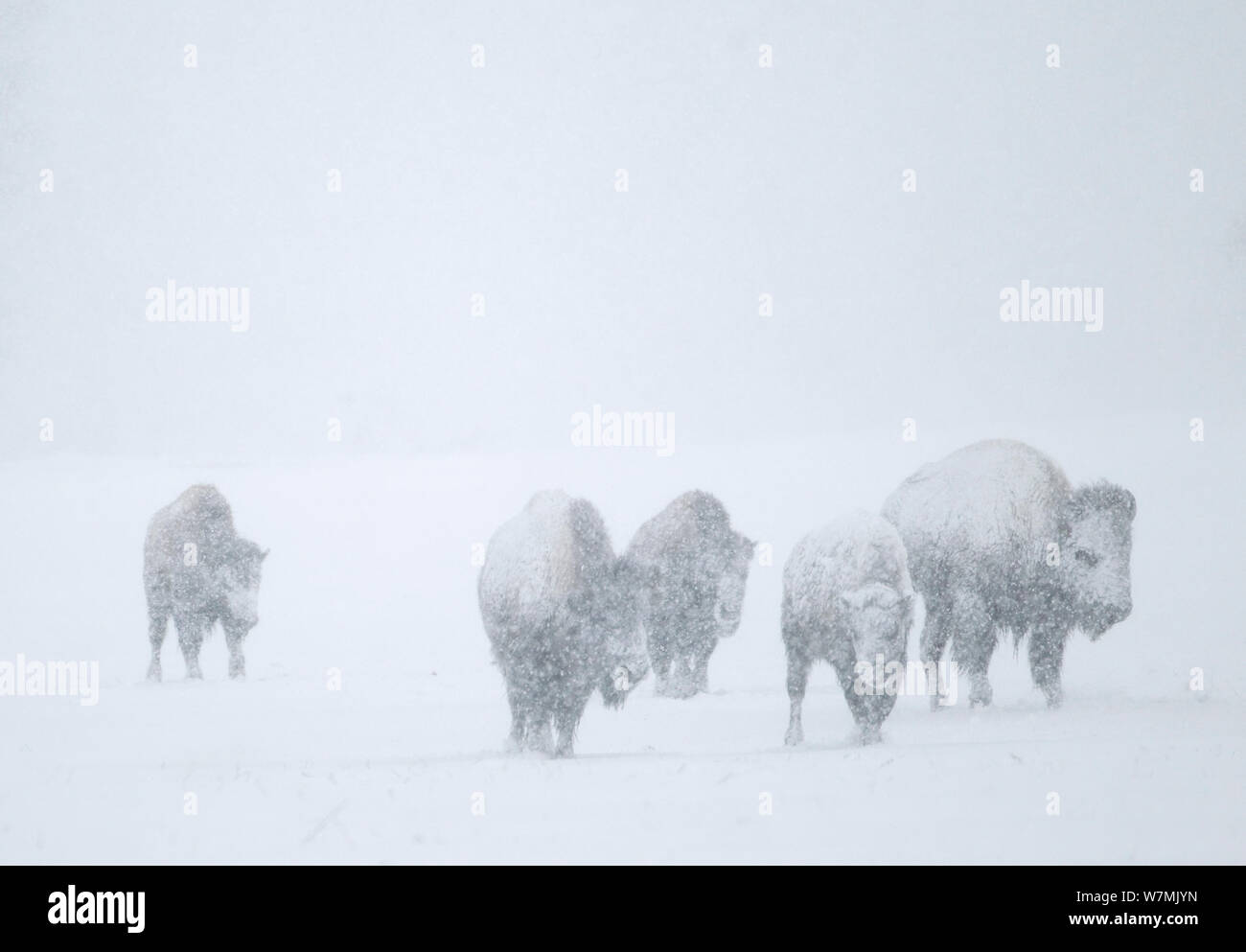 Bison (Bison bison) in snowstorm. Yellowstone National Park, USA ...