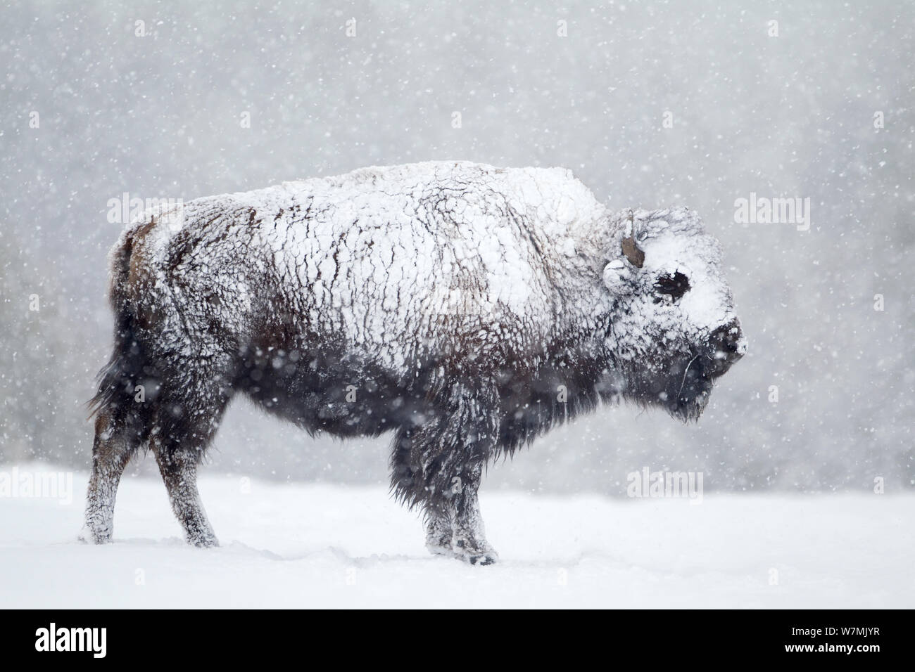 Bison reserve in profile hi-res stock photography and images - Alamy