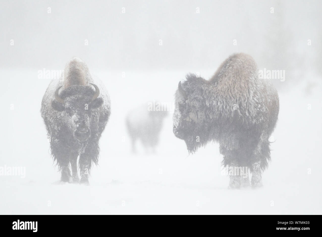 Bison in snowstorm hi-res stock photography and images - Alamy