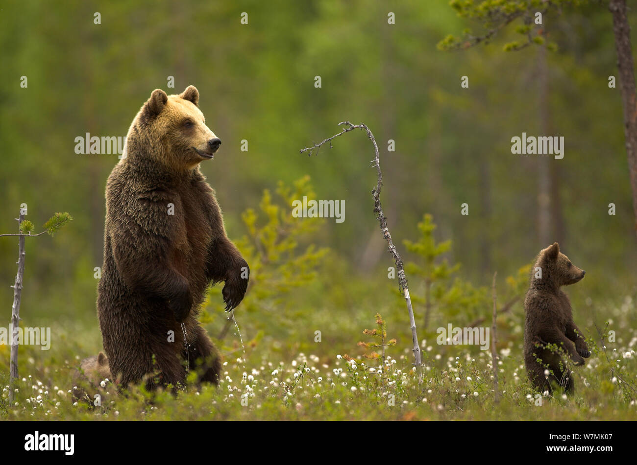 Bear standing on two legs hi-res stock photography and images - Alamy