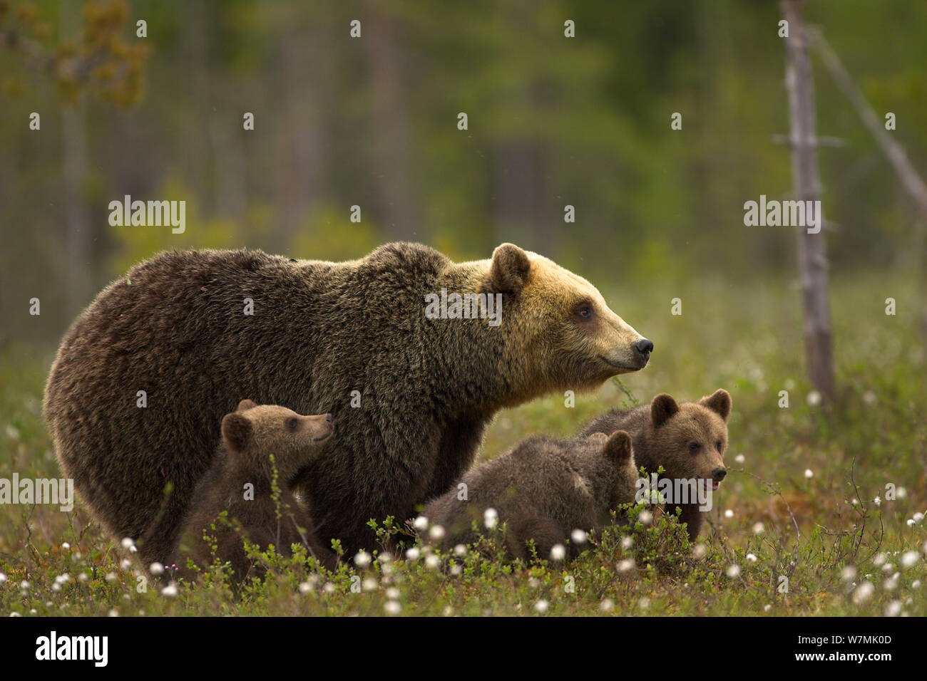 Brown Bear (Ursus arctos) and cubs in woodland meadow. Finland, Europe ...