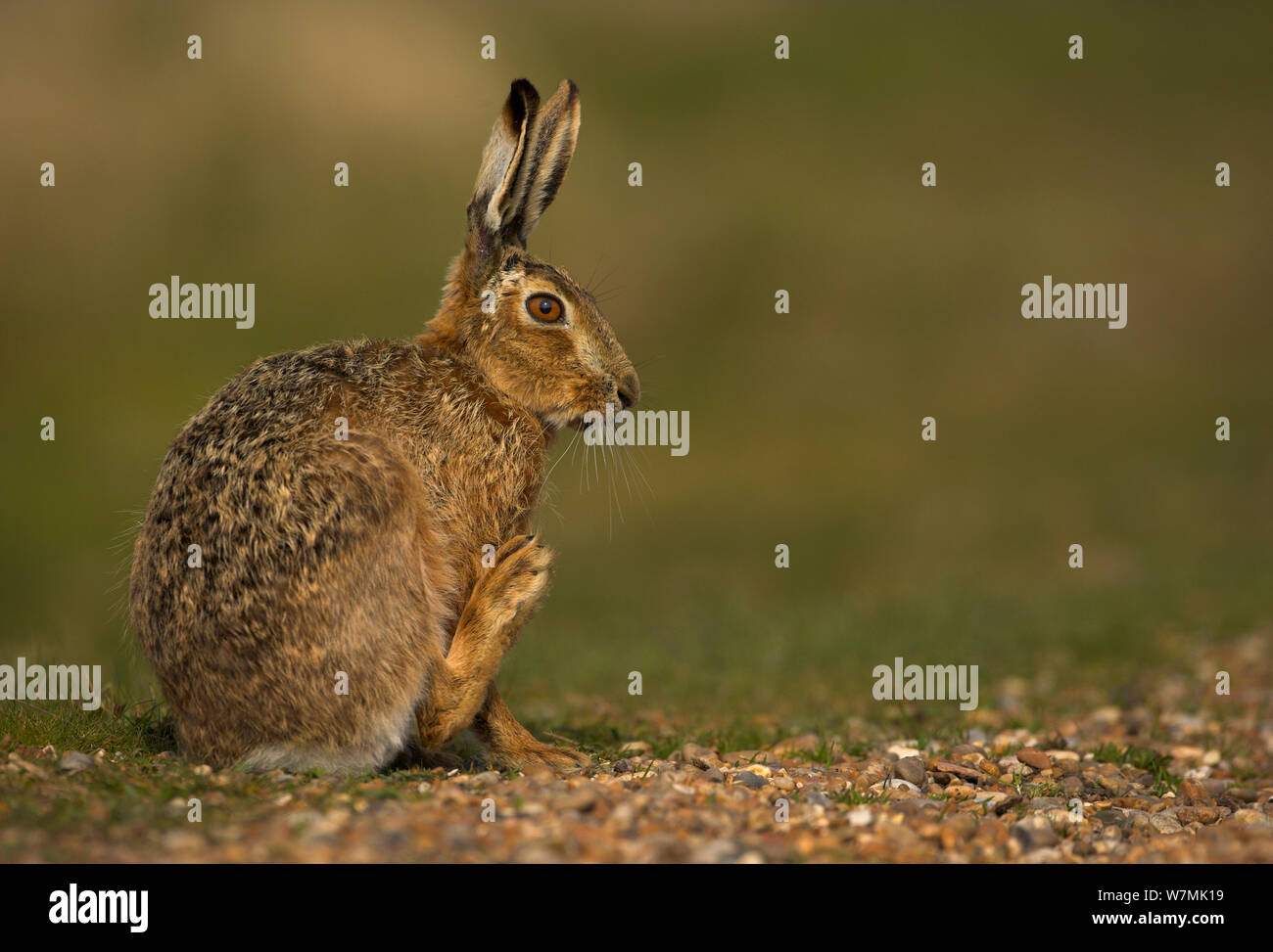Hare leg hi-res stock photography and images - Alamy