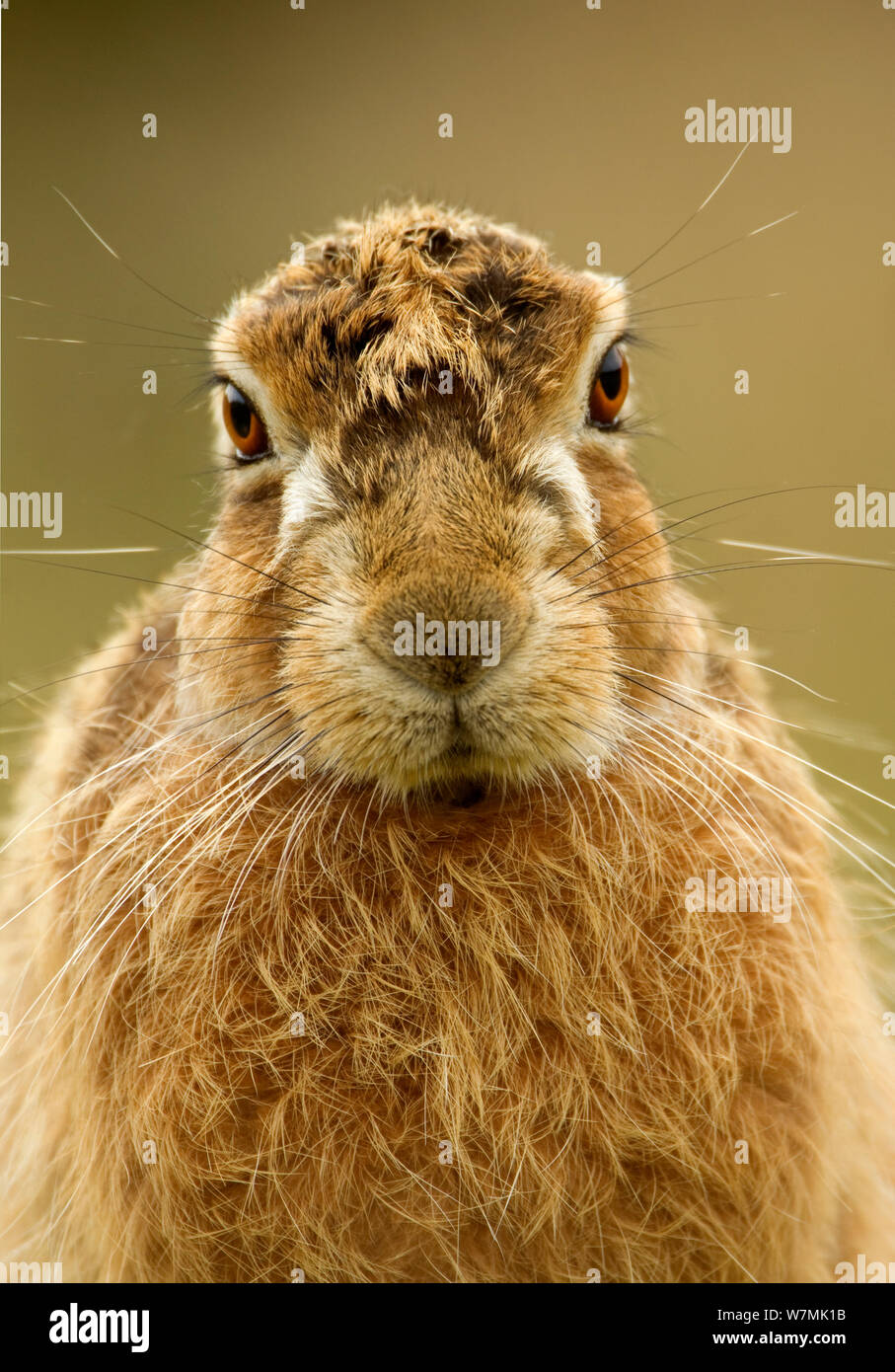Humorous faces High Resolution Stock Photography and Images - Alamy