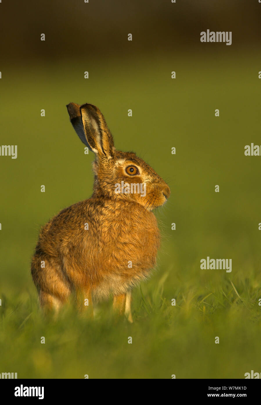 Hare profile hi-res stock photography and images - Alamy