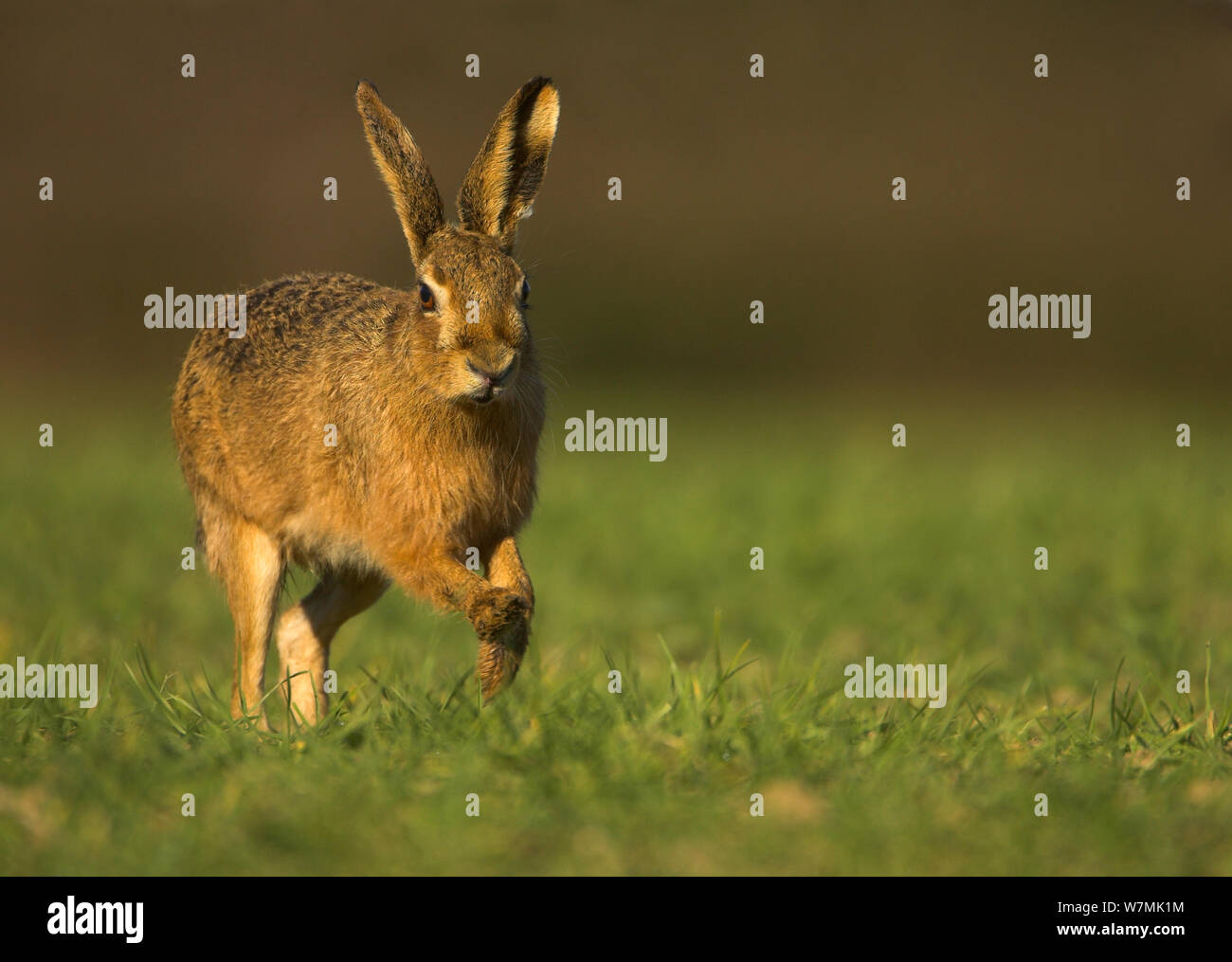 Hare running movement hi-res stock photography and images - Alamy