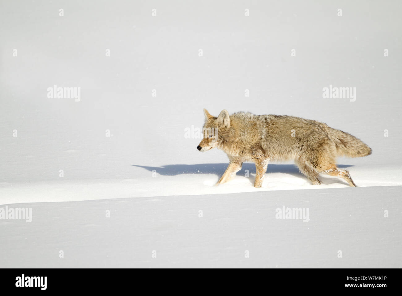 Coyote (Canis latrans) walking along a bison track in snow. Yellowstone ...