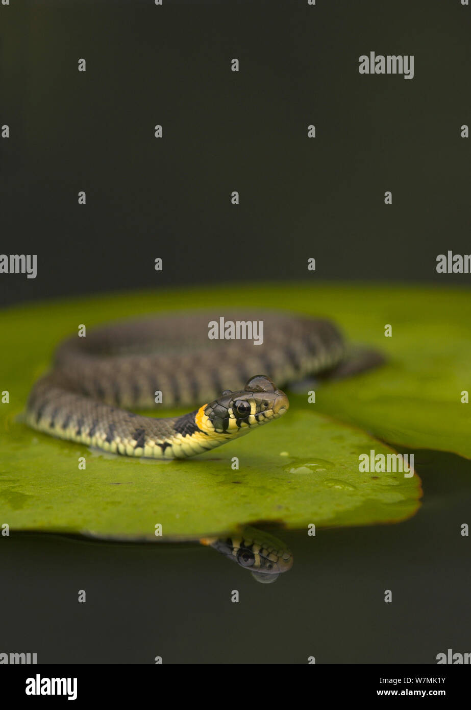 Grass Snake (Natrix natrix) on lily pad, reflected in water ...