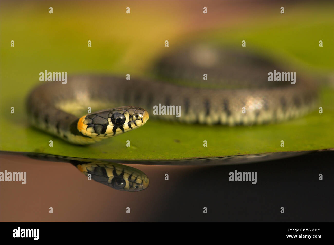 Grass Snake (Natrix natrix) on a lily pad. Leicestershire, UK ...