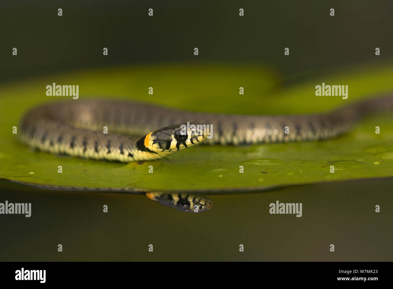 Grass Snake (Natrix natrix) on a lily pad. Leicestershire, UK, October ...