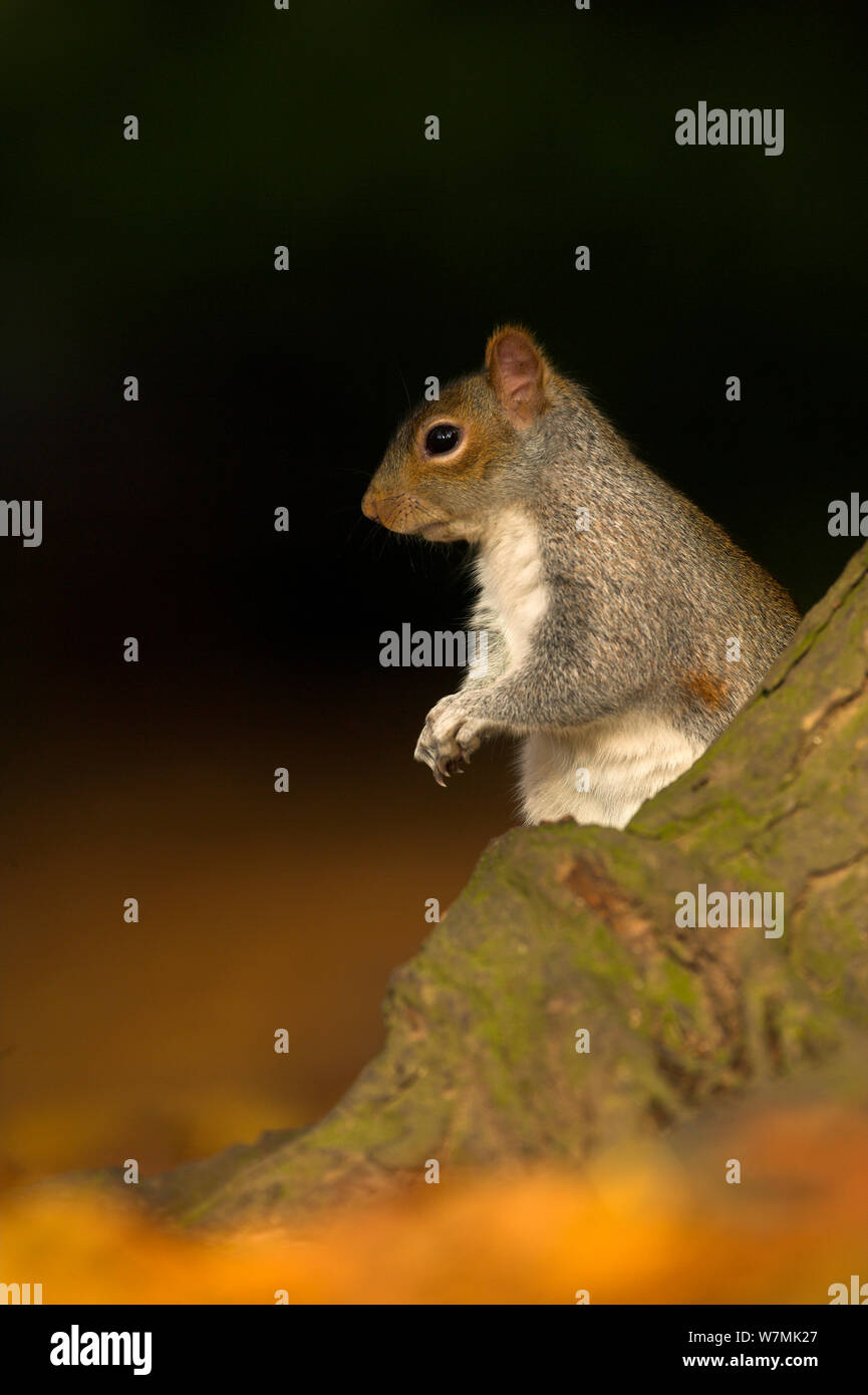 Grey Squirrel (Sciurus carolinensis) in profile by trunk ...