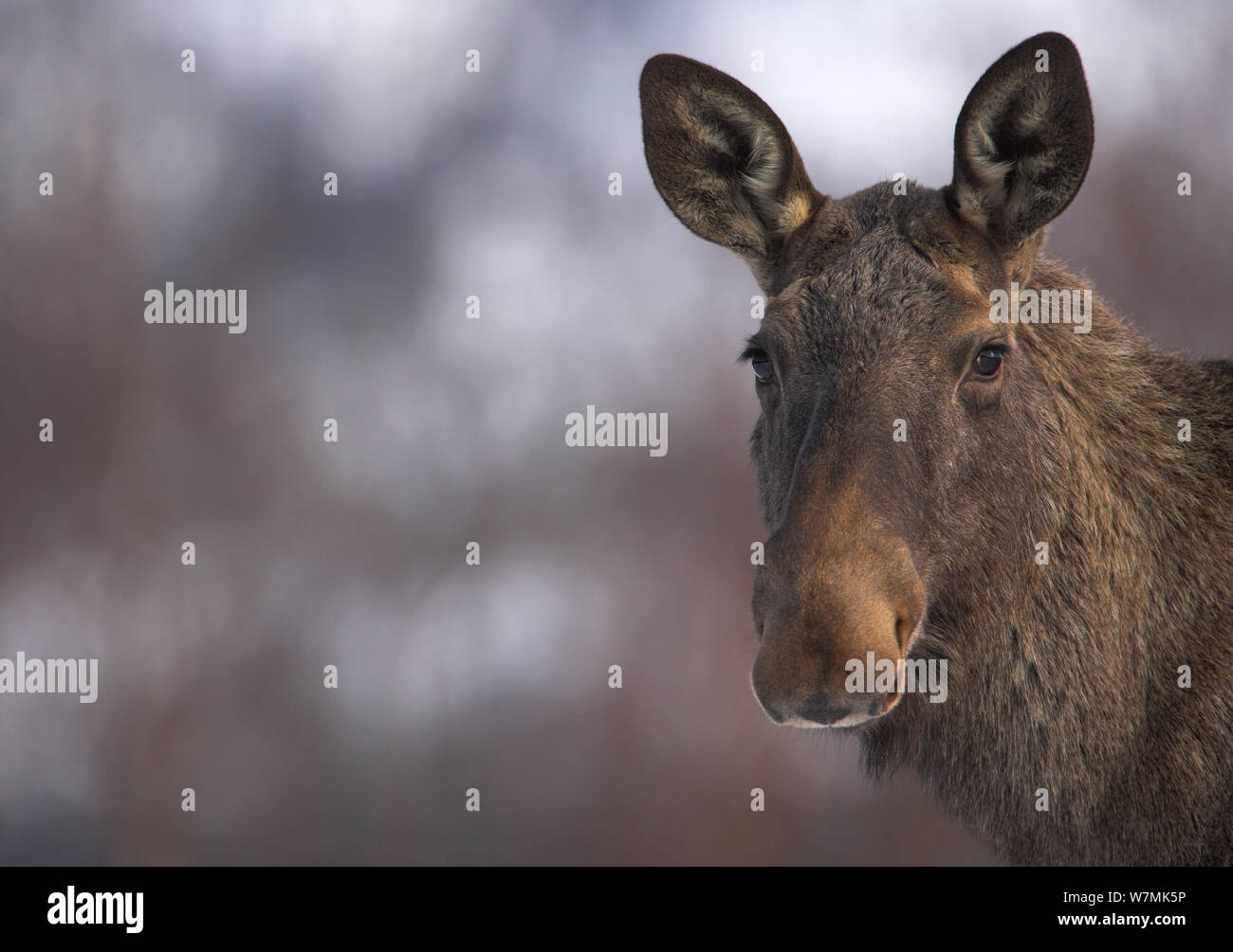 Europe march hi-res stock photography and images - Alamy