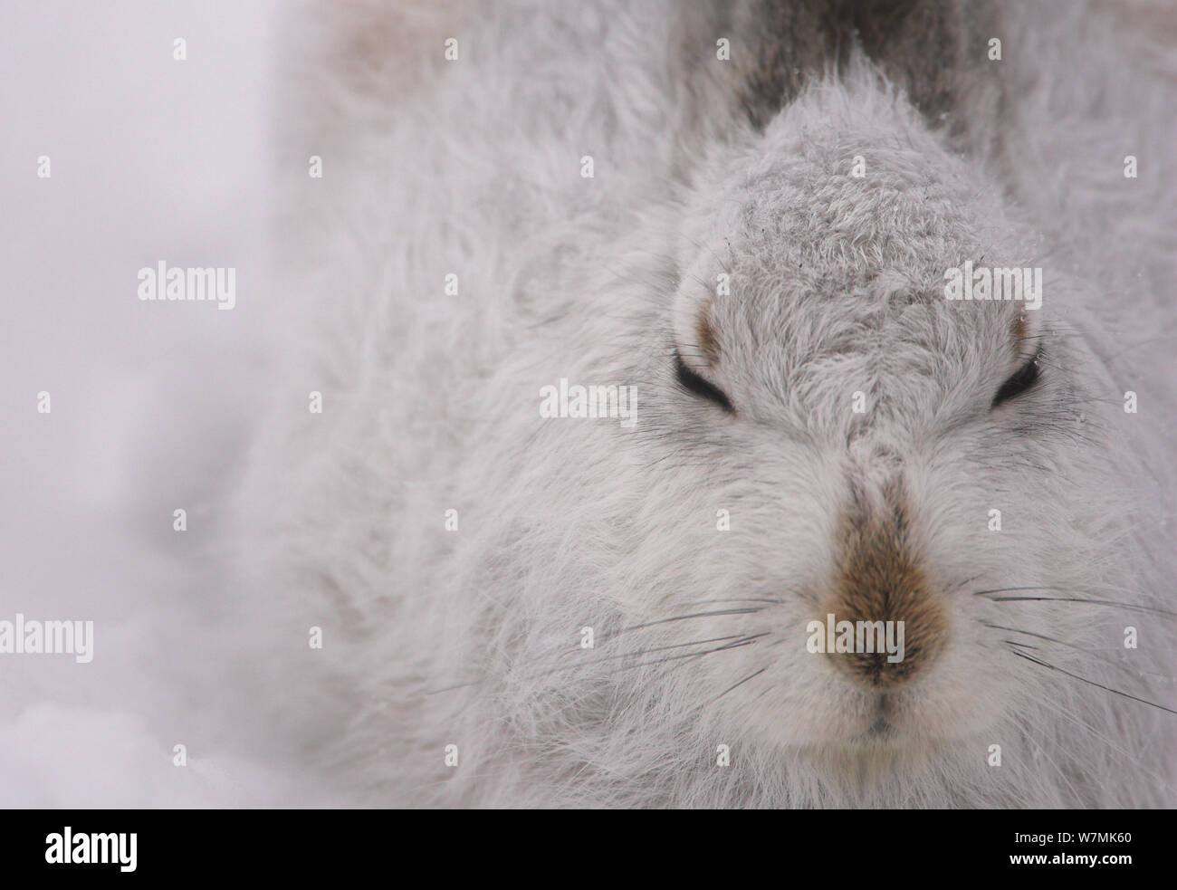 Spring Hare Sleeping