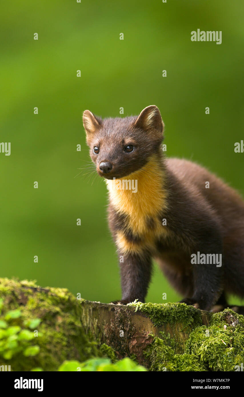 Tree martens hi-res stock photography and images - Alamy