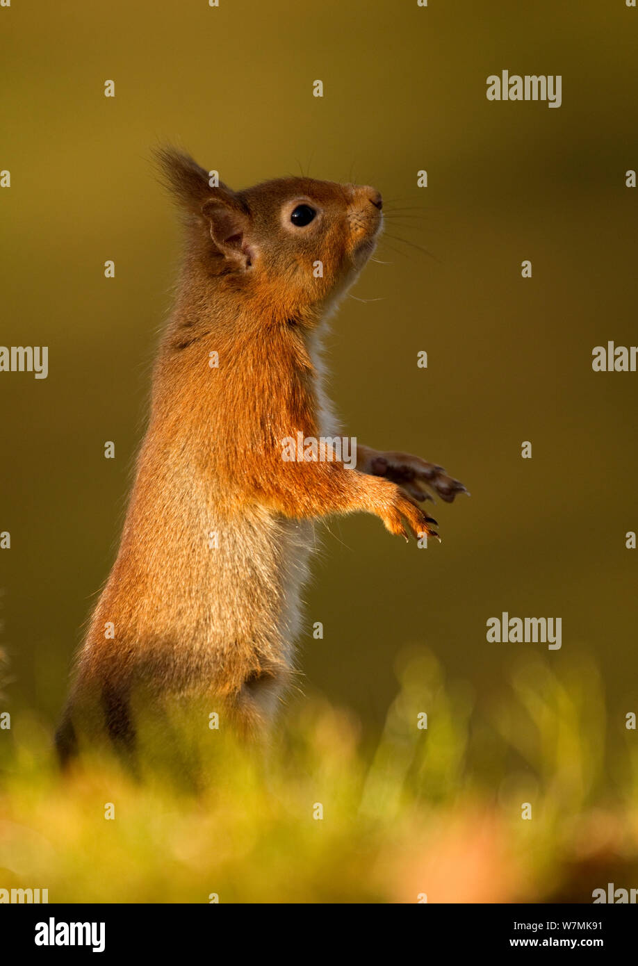 Red Squirrel (Sciurus vulgaris) standing in profile. Scotland, UK ...