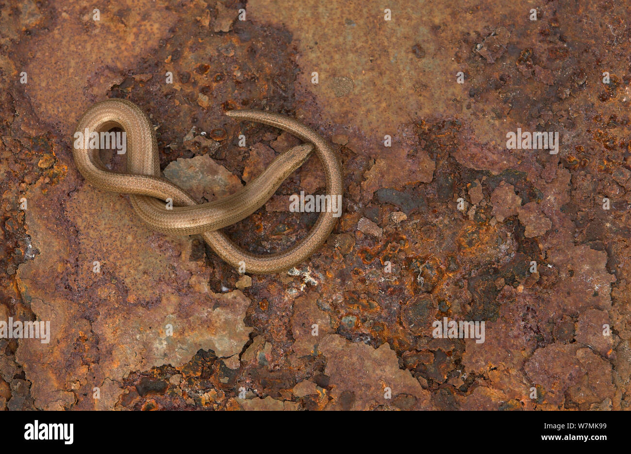 Anguid lizards hi-res stock photography and images - Alamy