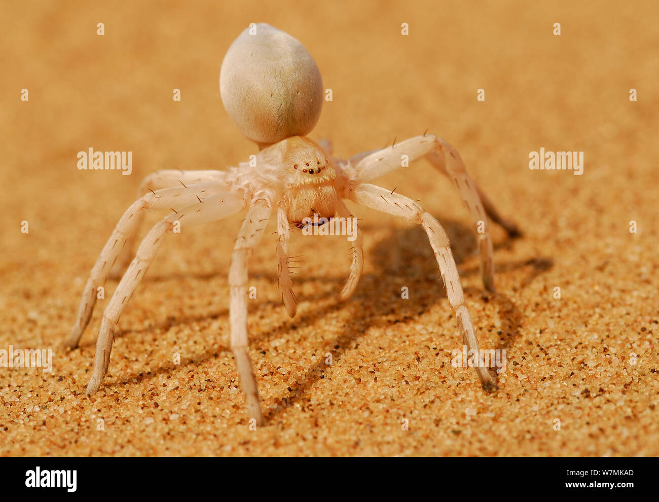 Golden wheel / Cartwheeling spider (Carparachne aureoflava), Namib ...