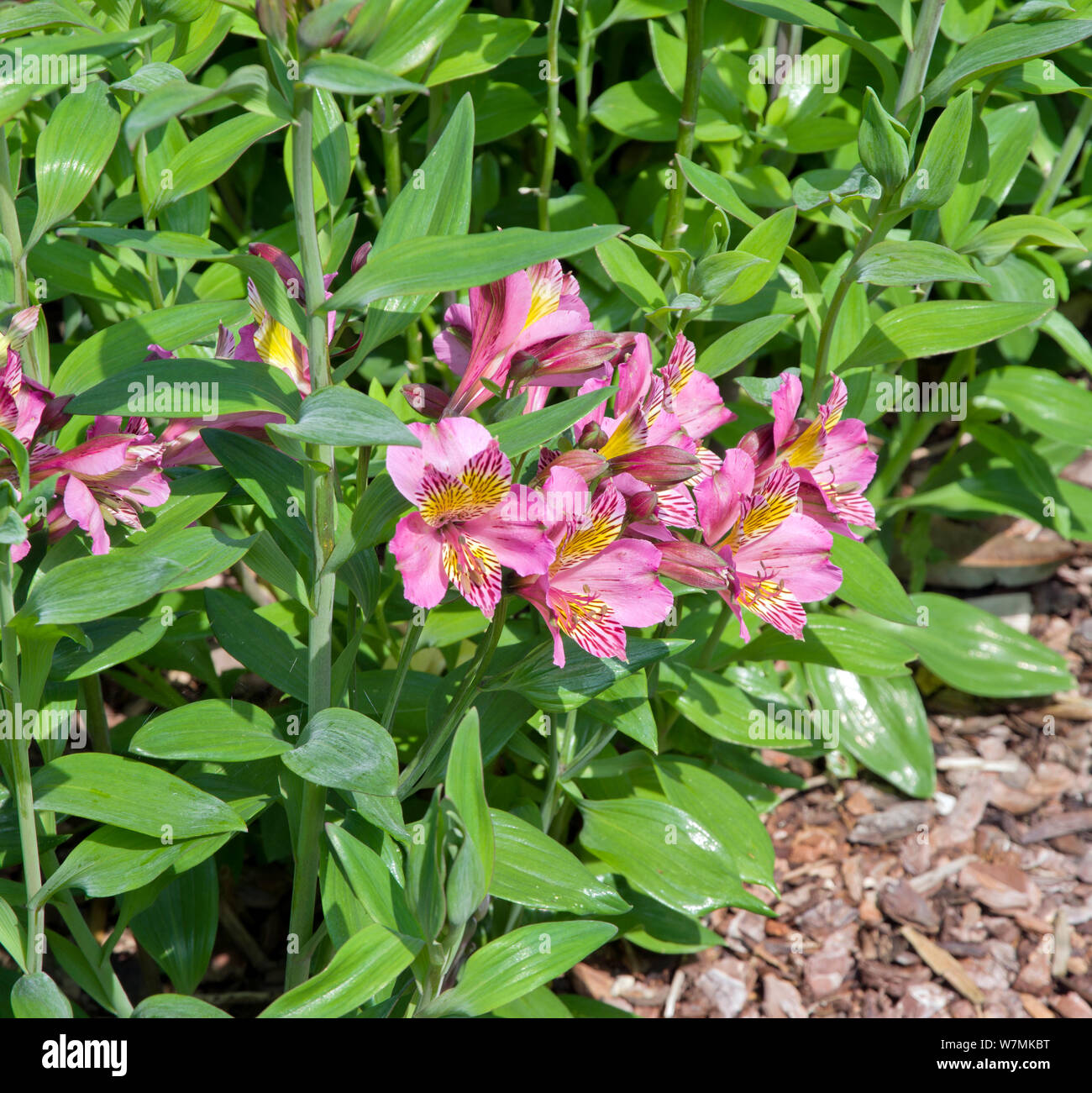 Lucinda hi-res stock photography and images - Alamy