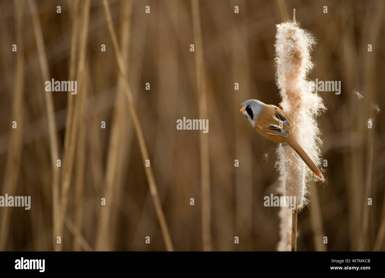 Bearded tit / reedling / parrotbill (Panurus biarmicus) adult male ...