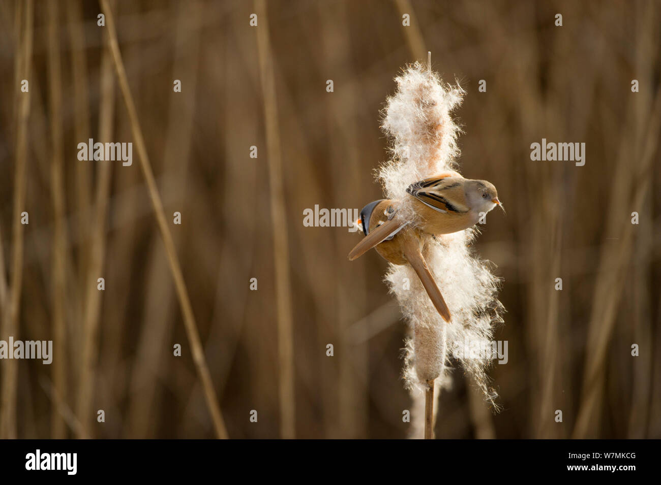 Bearded tit / reedling / parrotbill (Panurus biarmicus) adult male and ...