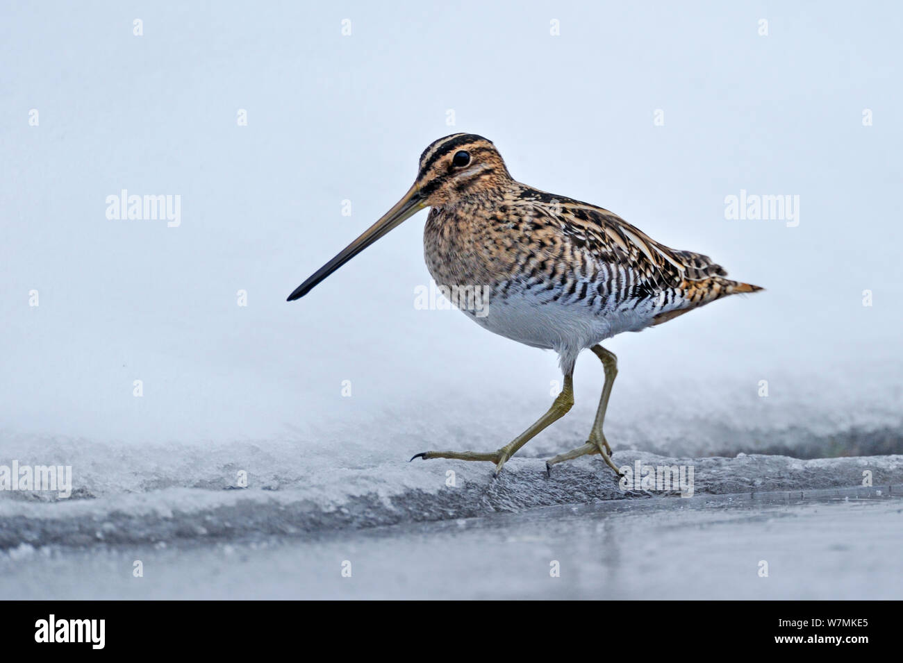 Common snipe wales hi-res stock photography and images - Alamy